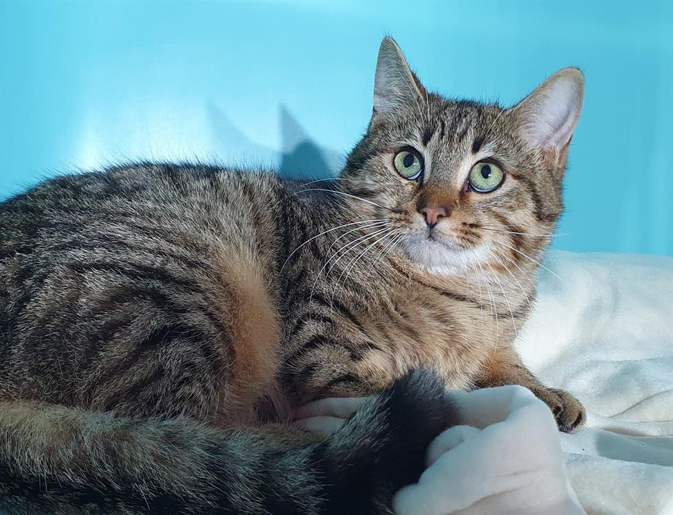 Adopter LOU CHA17926, Chat - La SPA - Refuge de Chamarande