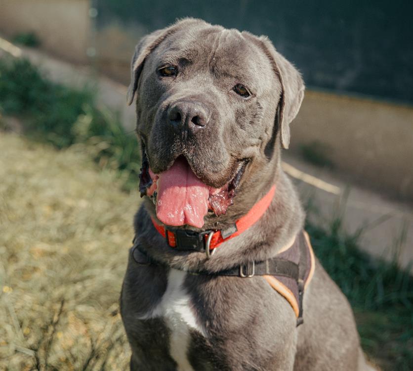 Adopter un Cane corso - LA SPA