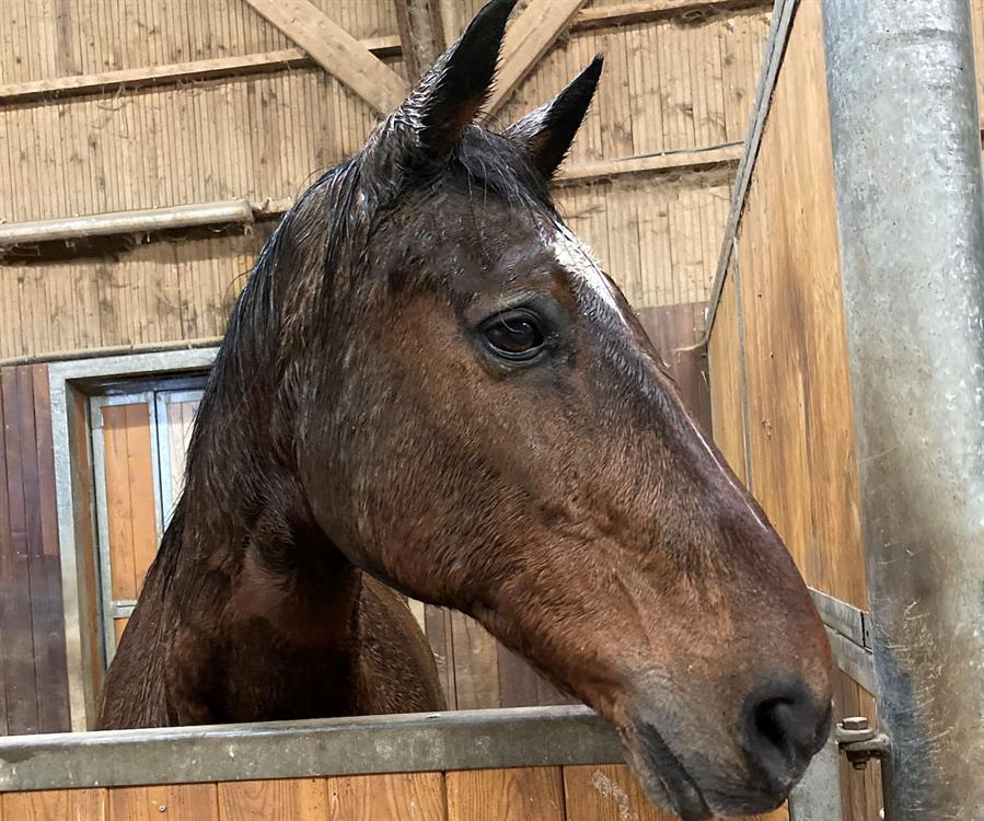 Adopter IDEAL DU HAMEL, Equidé - La SPA - Grand Refuge de Pervenchères