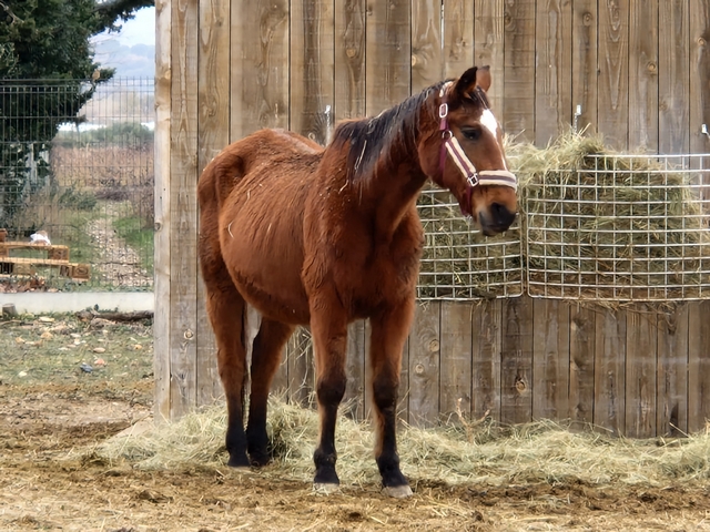 Adopter IDEAL DU HAMEL, Equidé - La SPA - Grand Refuge de Pervenchères