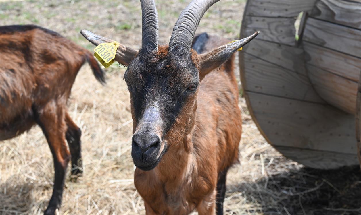 Refuge SPA de Perpignan – 66 – Pyrénées-Orientales – Adoption