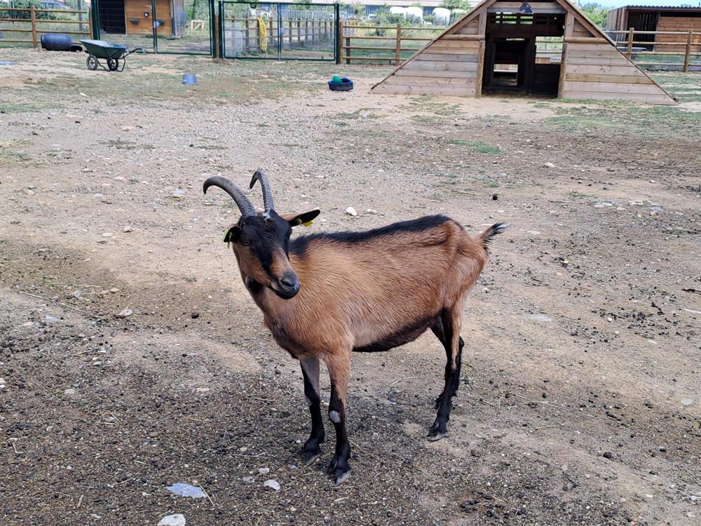 Refuge SPA de Perpignan – 66 – Pyrénées-Orientales – Adoption