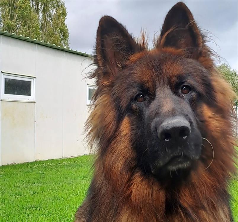 Adopter un Berger Allemand - LA SPA