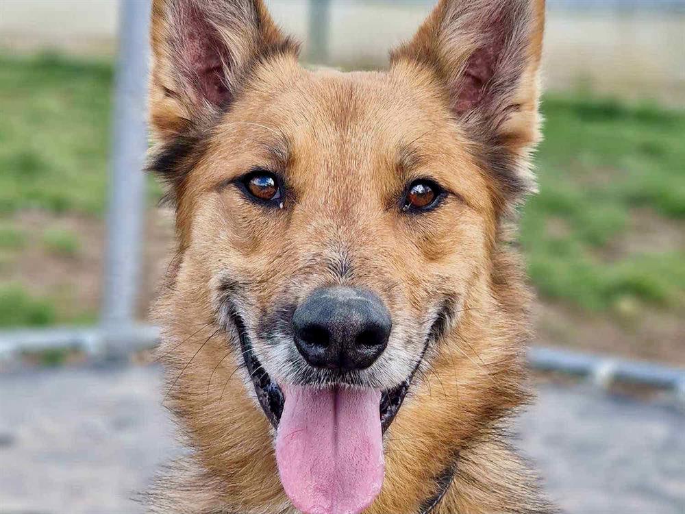 Adopter un Berger australien d’Amérique - LA SPA