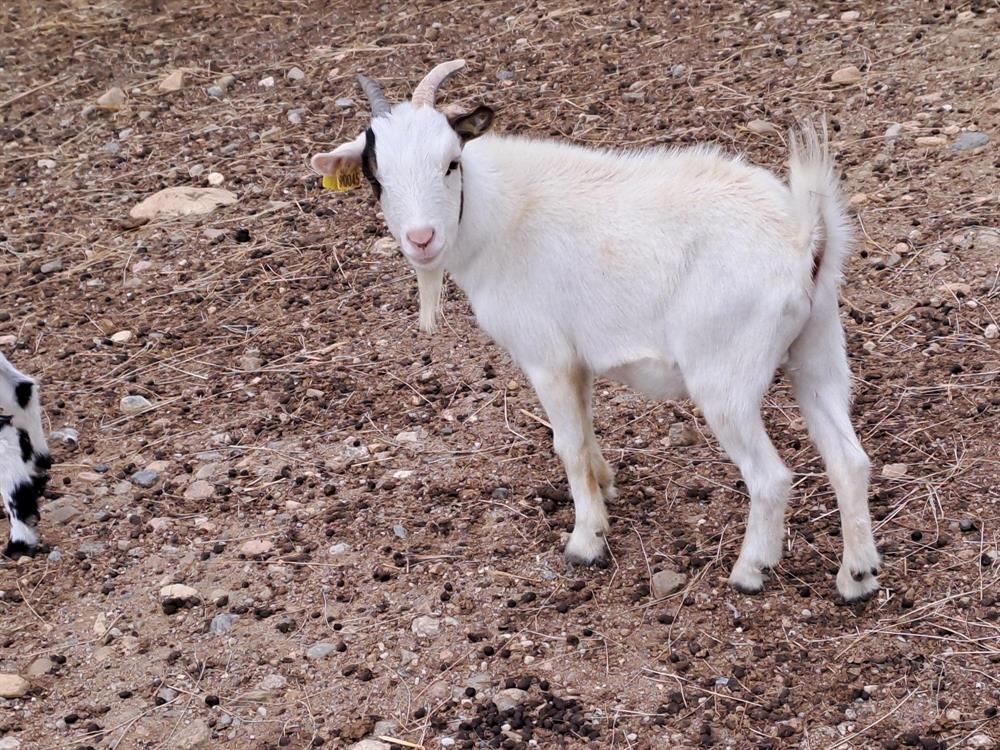 Adopter FACEBOOK, Caprin - La SPA - Refuge de Perpignan
