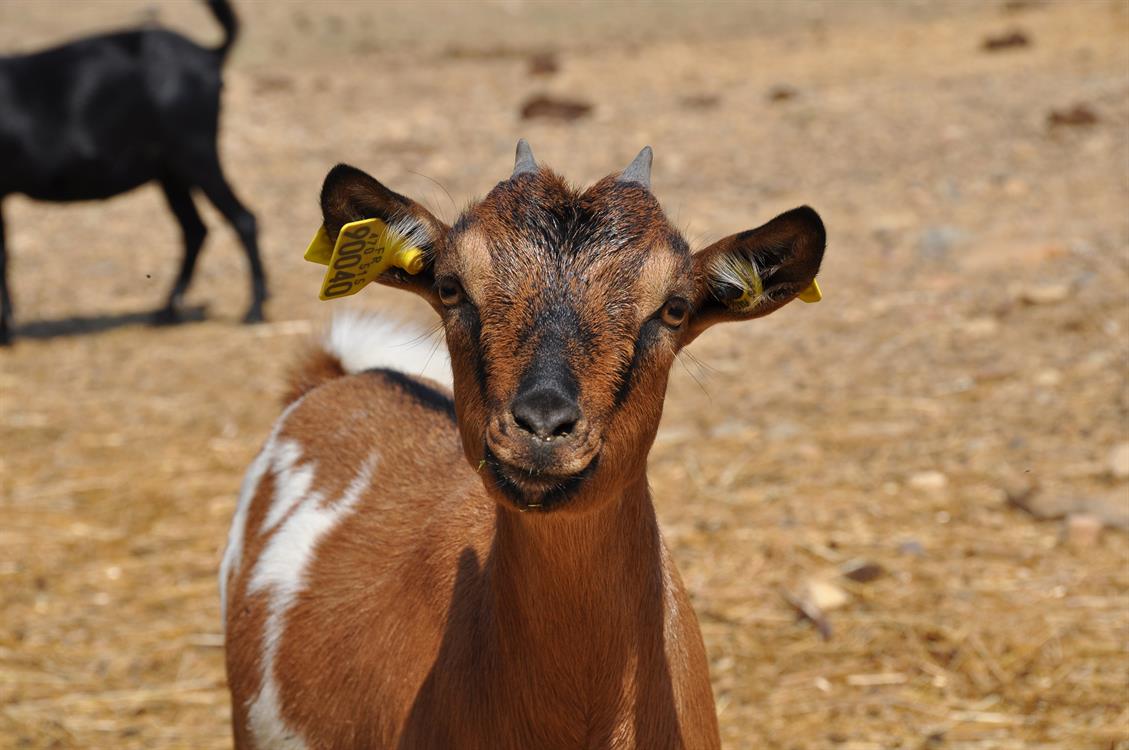 Refuge SPA de Perpignan – 66 – Pyrénées-Orientales – Adoption