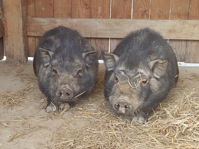 Adopter SERRANO de Bergerac, Porcin - La SPA - Refuge de Perpignan