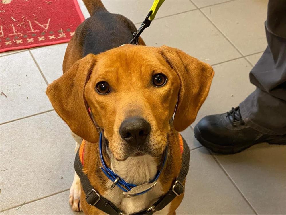 Adopter un Beagle - LA SPA