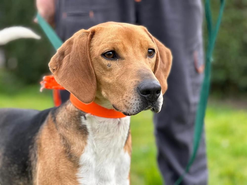 Adopter un Beagle - LA SPA
