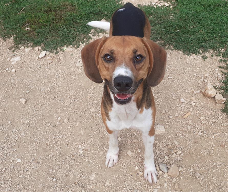 Adopter un Beagle - LA SPA