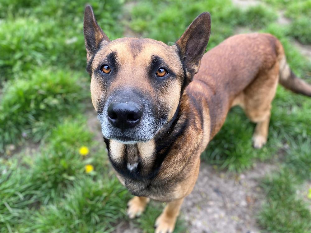 Adopter un Berger Belge Malinois - LA SPA