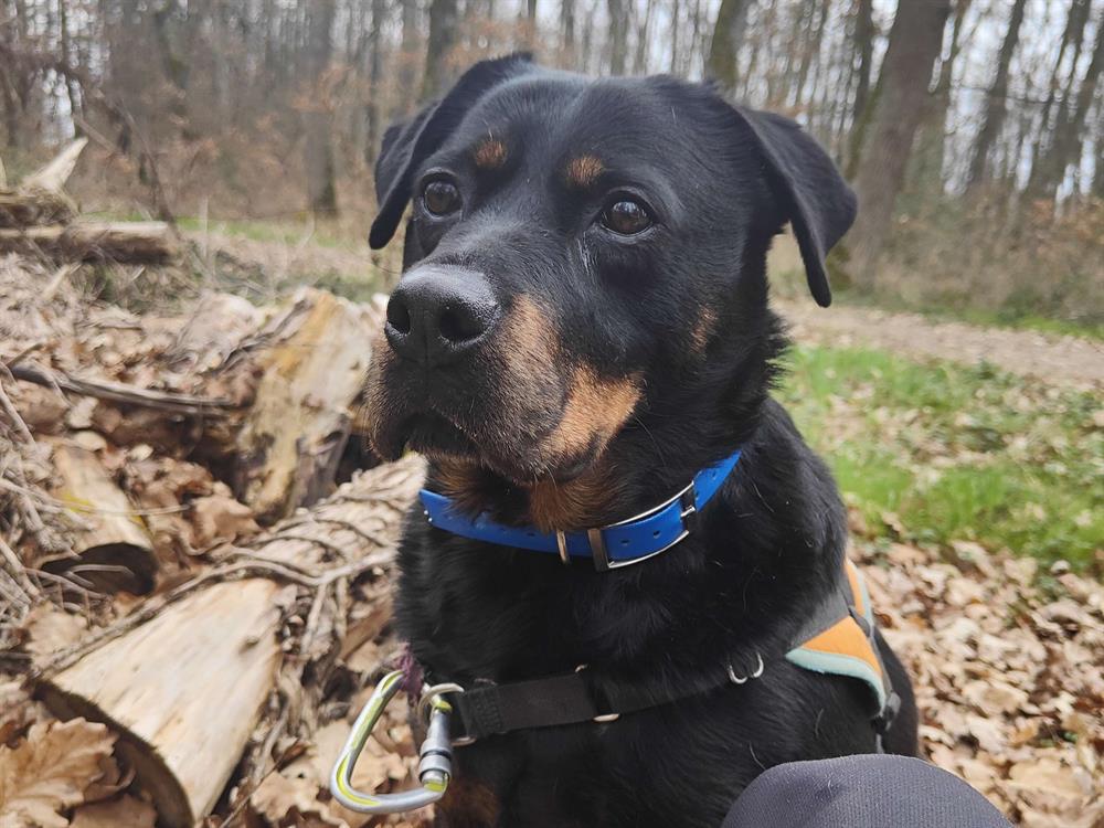 Adopter TOUPETTE, Chien - La SPA - Refuge de Vallerargues – Alès