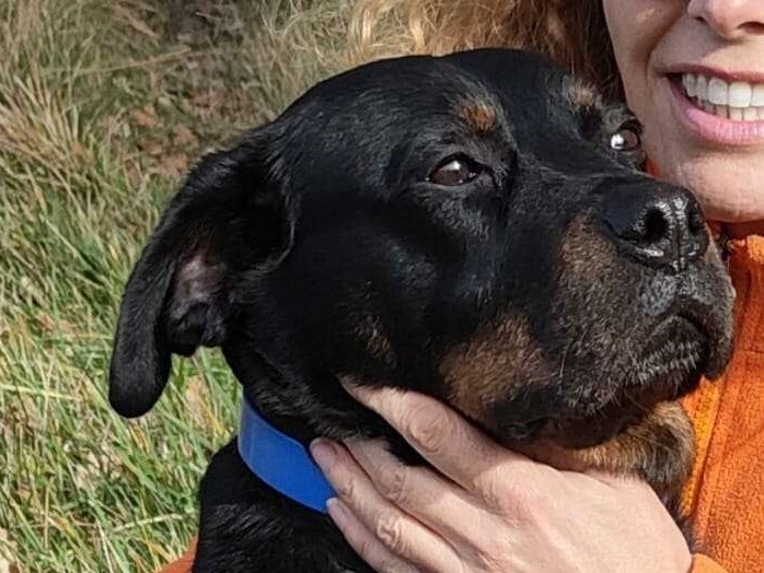 Adopter TOUPETTE, Chien - La SPA - Refuge de Vallerargues – Alès