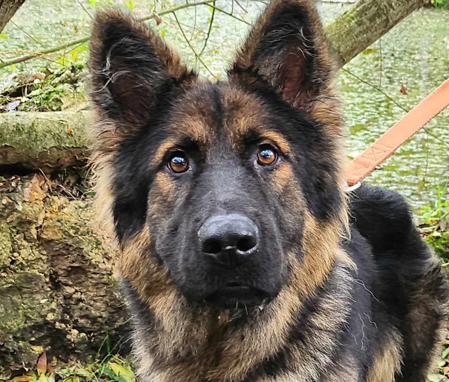 Adopter un Berger Allemand - LA SPA