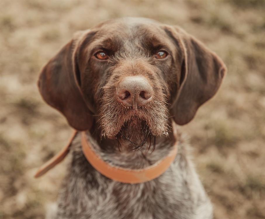 Adopter un Braque - LA SPA