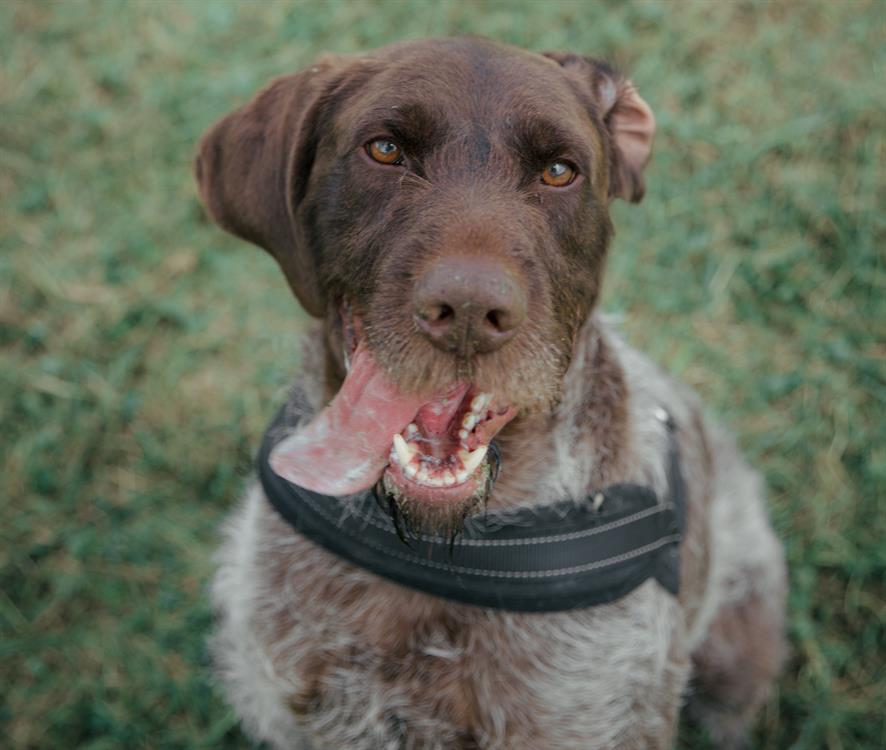 Adopter un Braque - LA SPA