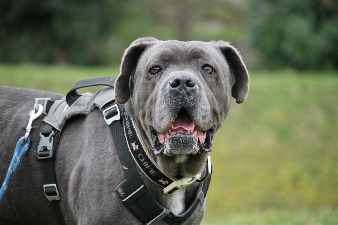 Adopter un Cane corso - LA SPA