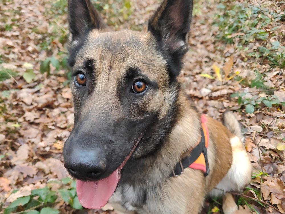 Adoption animaux (chien, chat, cheval, lapin, hamster) - Refuges