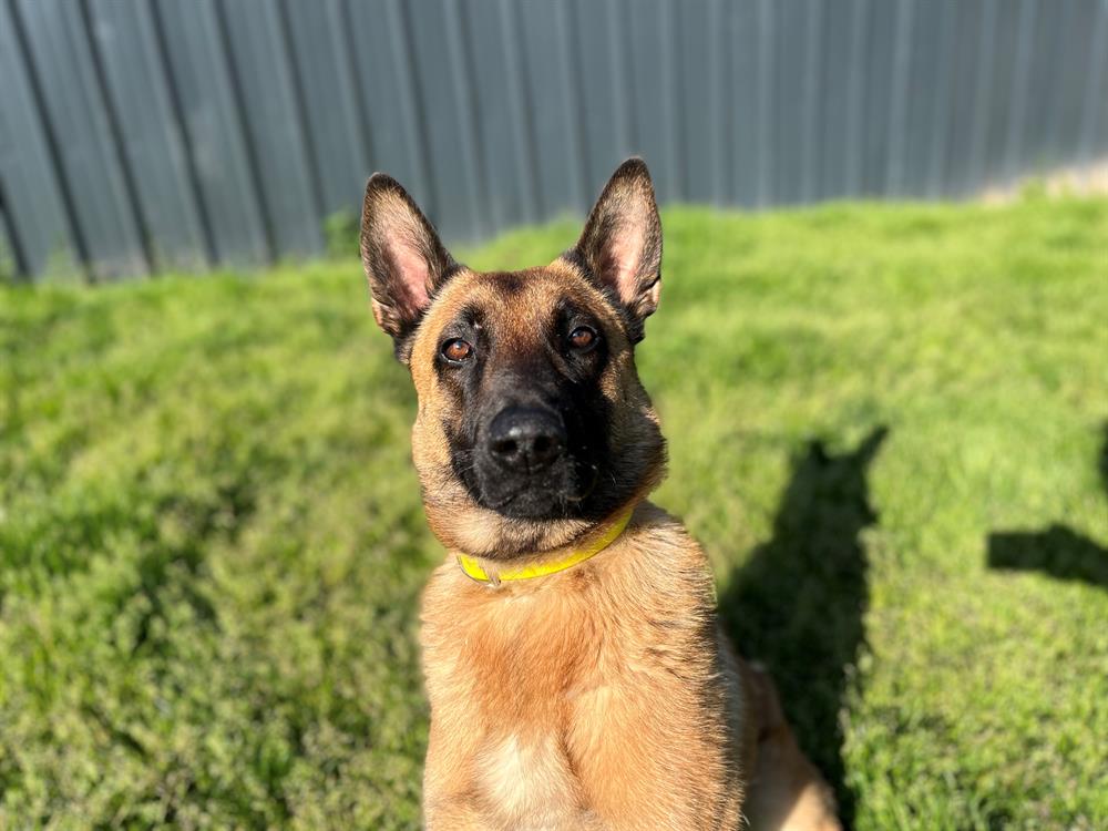 Adopter MUZO, Chien - La SPA - Refuge de Pornic – Saint-Père en Retz