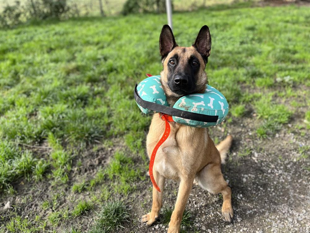 Adopter MUZO, Chien - La SPA - Refuge de Pornic – Saint-Père en Retz