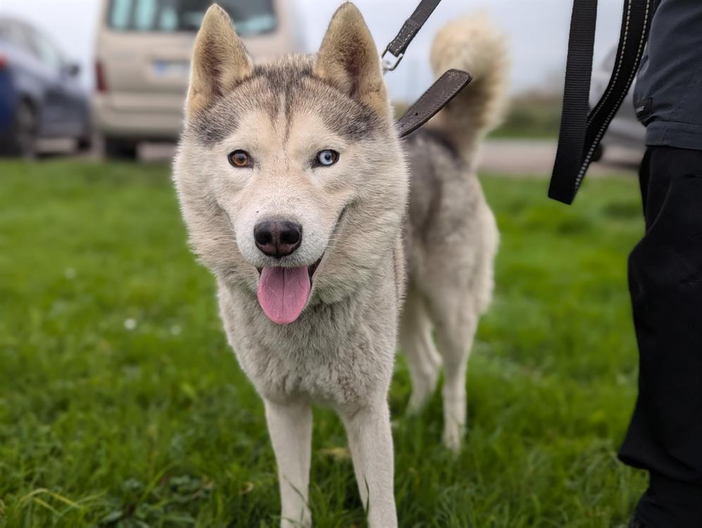 Adopter un husky à la SPA - LA SPA