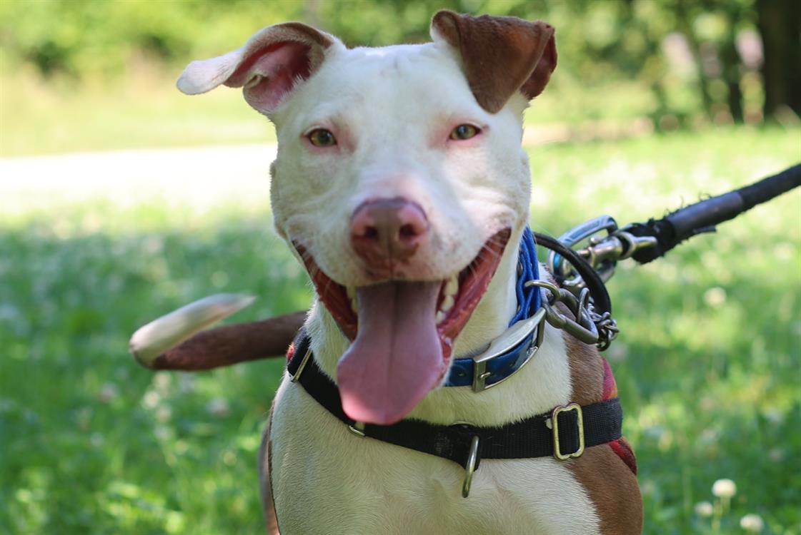 Adopter ZETA, Chien - La SPA - Refuge de Gennevilliers – Grammont
