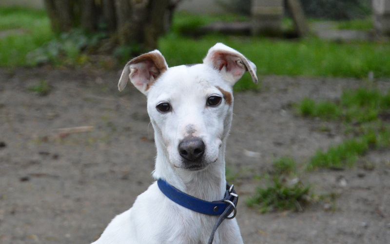 Jack Russel à adopter à la SPA