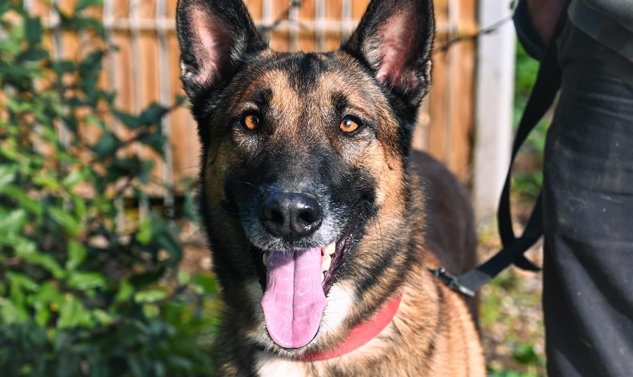 Refuge SPA de Perpignan – 66 – Pyrénées-Orientales – Adoption