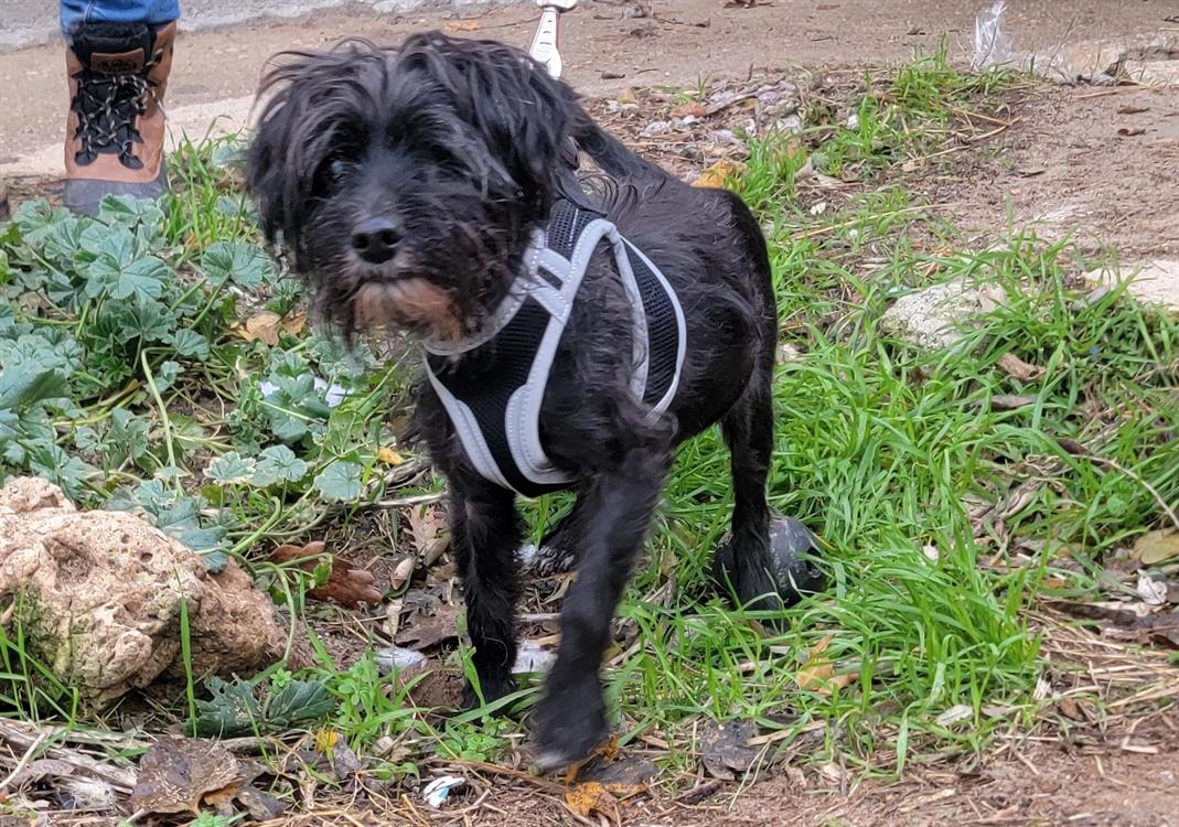 Bichon à adopter à la SPA