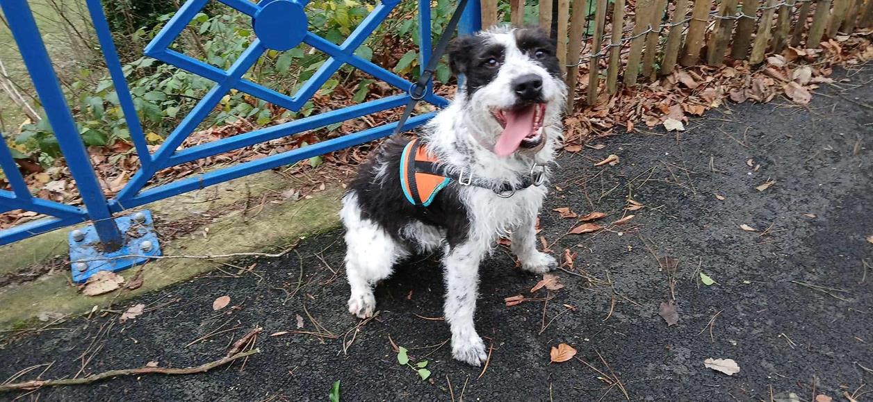 Adopter un Braque - LA SPA