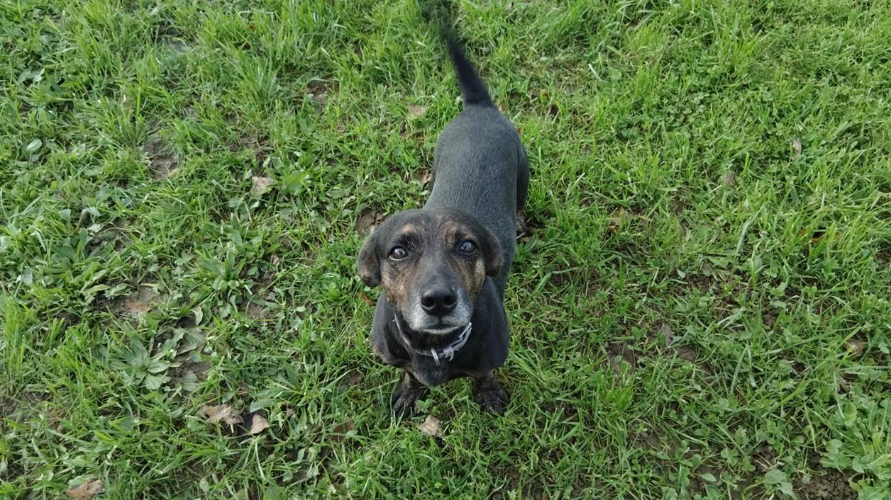 Jack Russel à adopter à la SPA