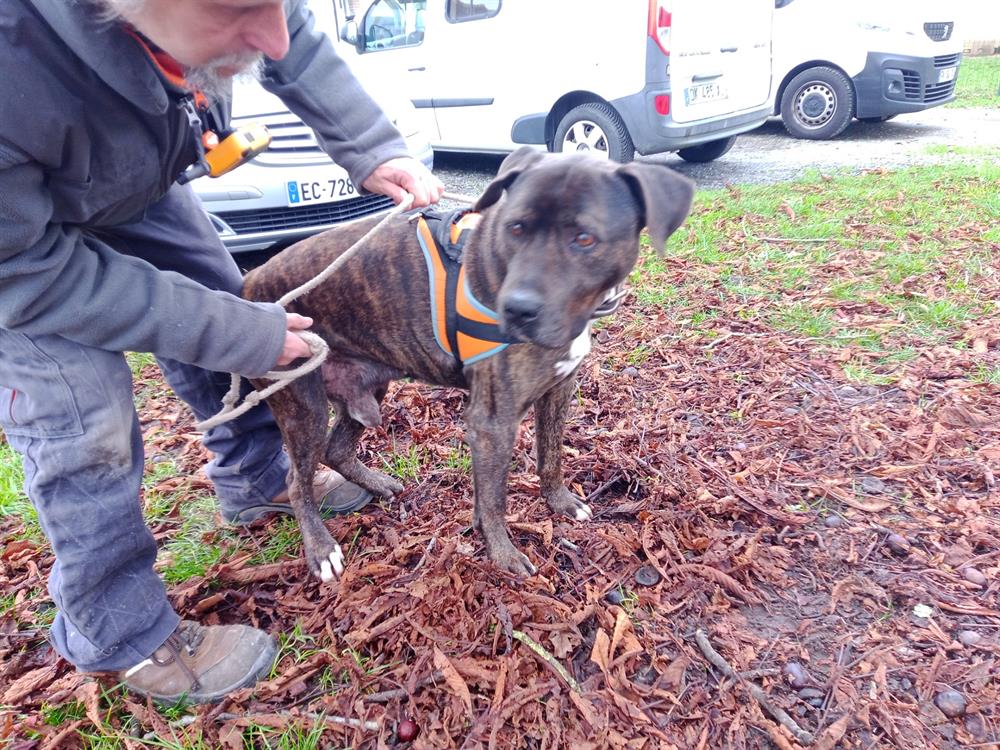 Adopter un Cane corso - LA SPA