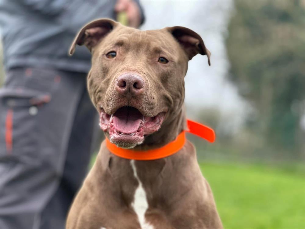 Adopter KENSEY, Chien - La SPA - Refuge de Saint-Omer – Le Brockus