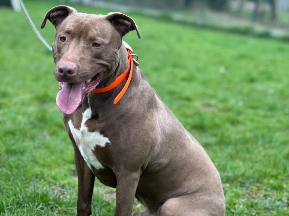 Adopter KENSEY, Chien - La SPA - Refuge de Saint-Omer – Le Brockus