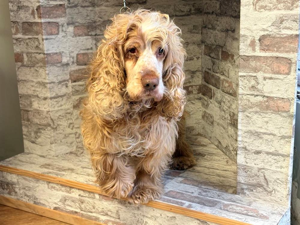 Adopter un Cocker anglais - LA SPA