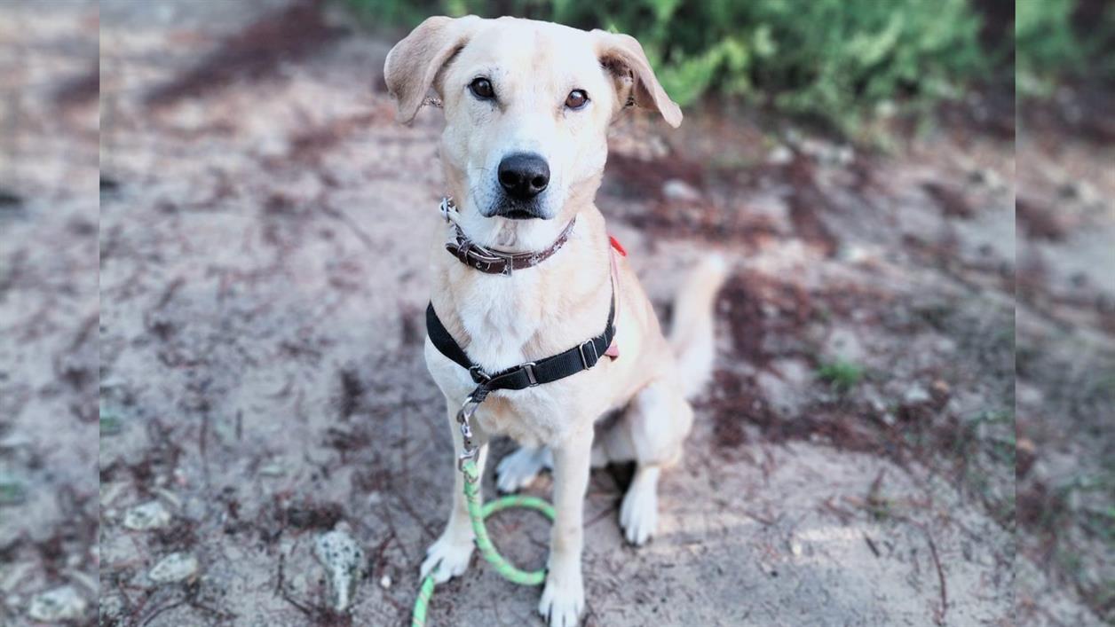 Adopter Pep's, Chien - La SPA - Refuge de Perpignan