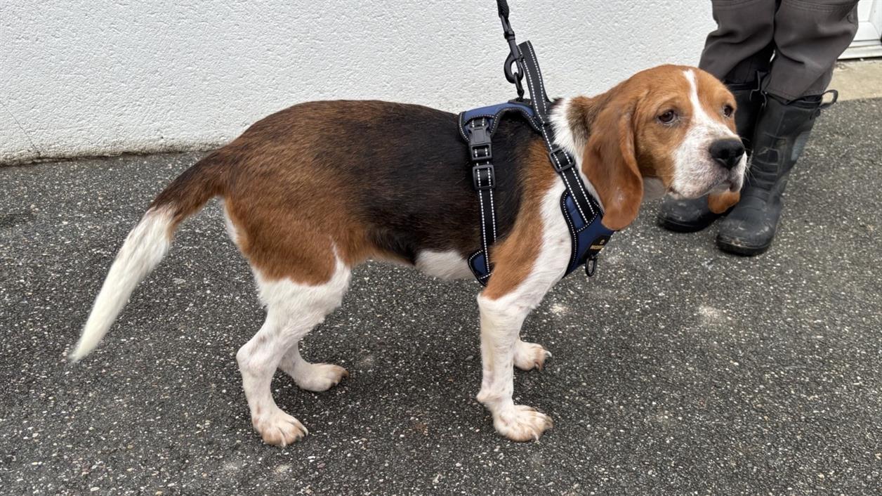 Adopter un Beagle - LA SPA Adopter un Beagle - LA SPA