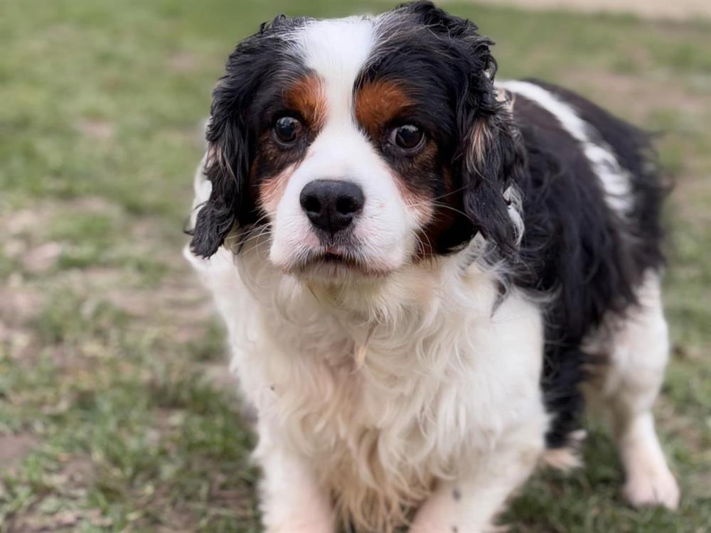 Cavalier King Charles à adopter à la SPA