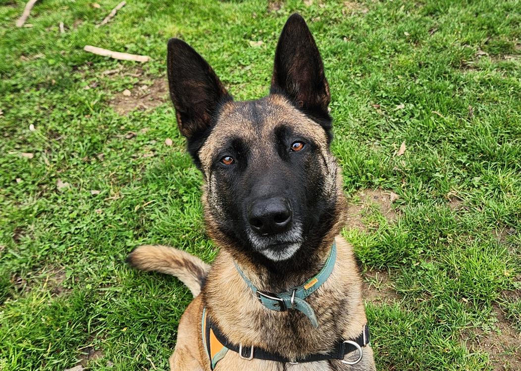 Adopter un Berger Belge Malinois - LA SPA