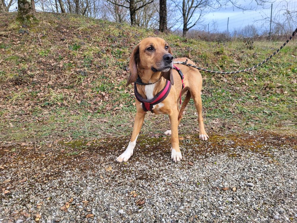 Spa Bourg En Bresse Chien A Adopter