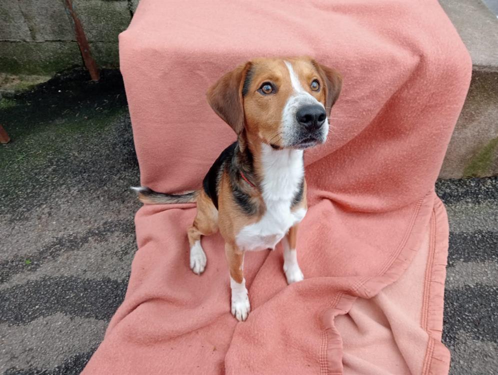 Adopter un Beagle - LA SPA Adopter un Beagle - LA SPA