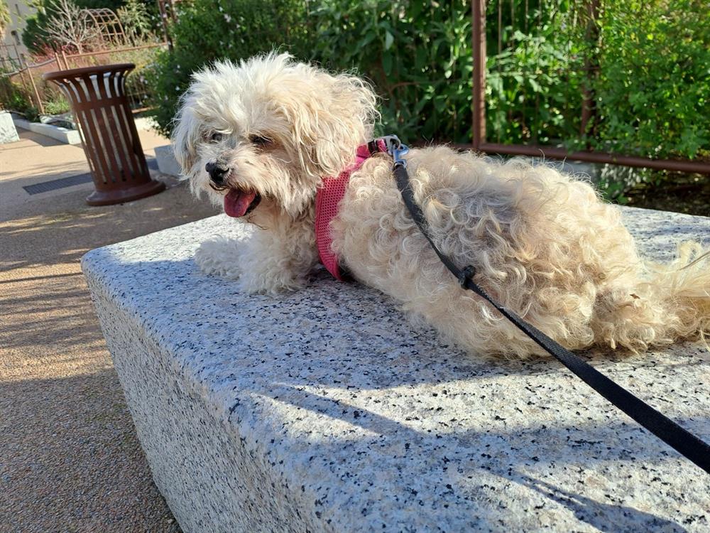 Bichon à adopter à la SPA