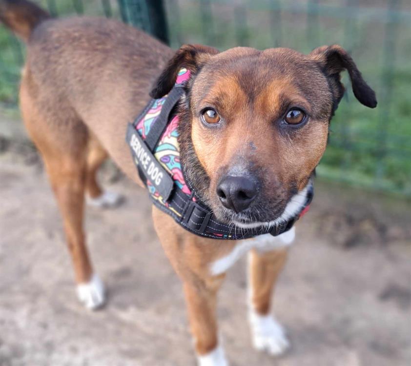 Jack Russel à adopter à la SPA