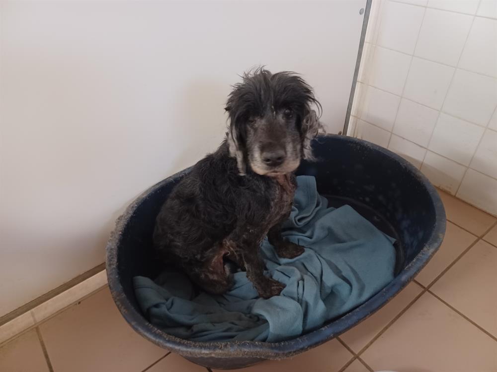 Adopter un Cocker anglais - LA SPA