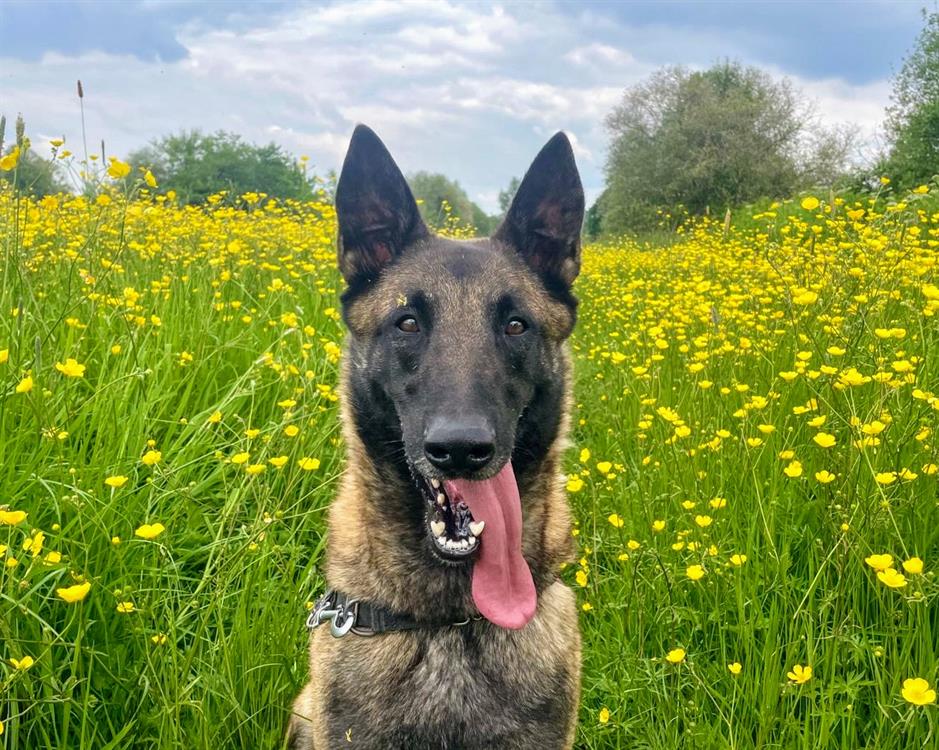 Adopter un Berger Belge Malinois - LA SPA