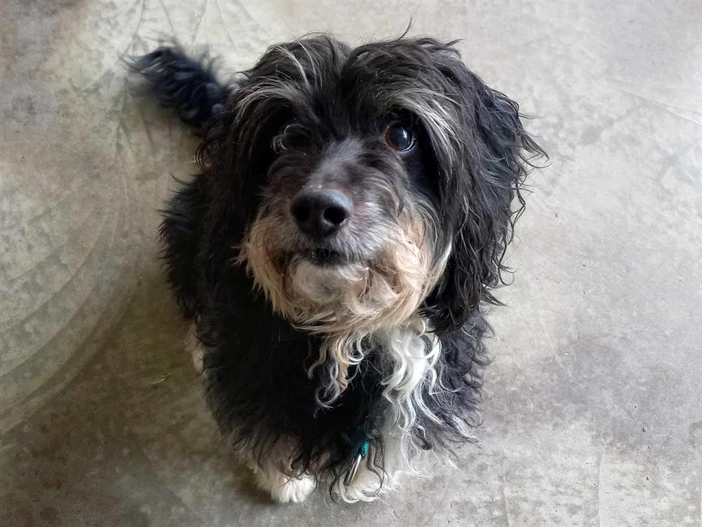 Adopter un Cocker anglais - LA SPA