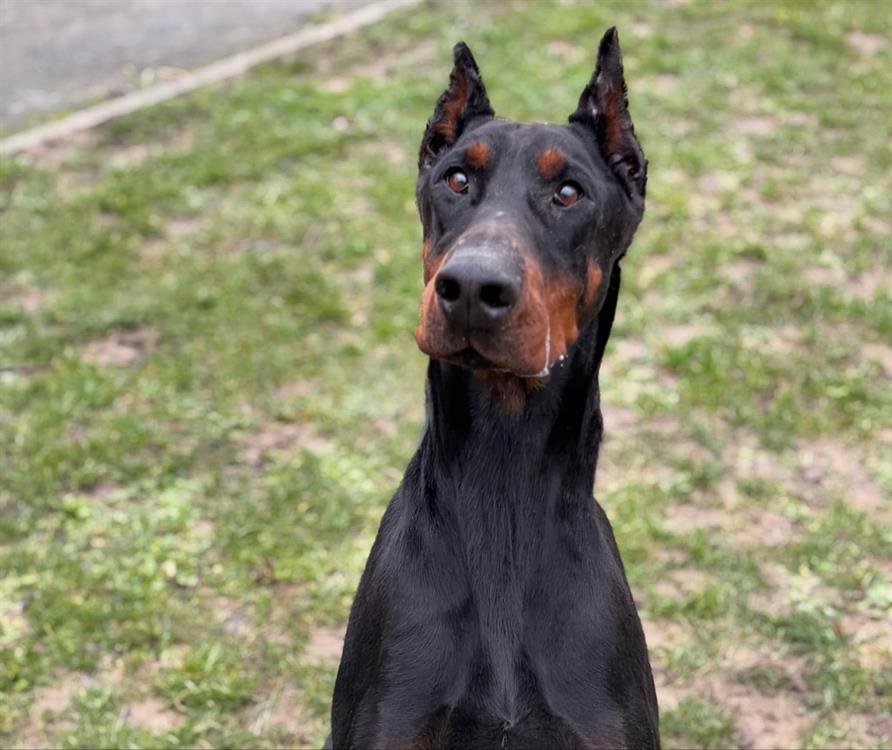 Adopter un Dobermann - LA SPA