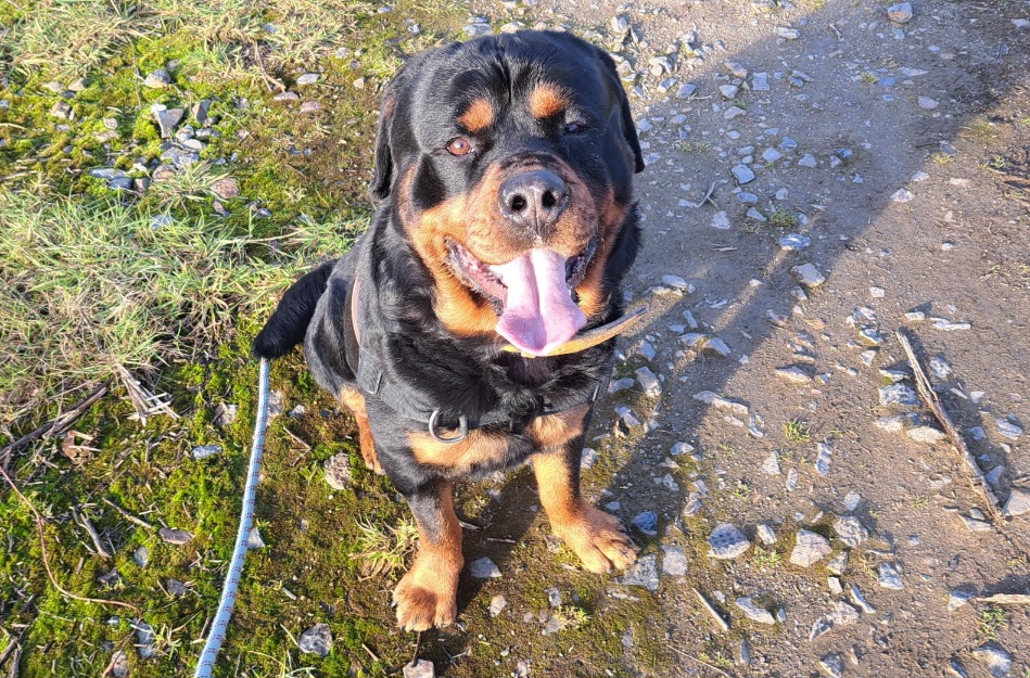 Adopter un Rottweiler - LA SPA