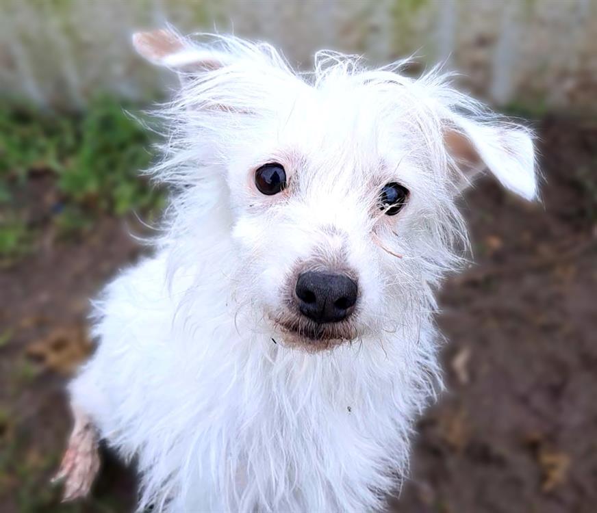 Bichon à adopter à la SPA