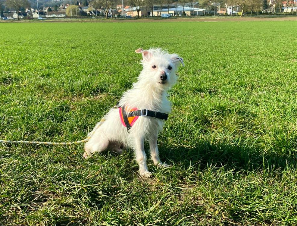 Bichon à adopter à la SPA